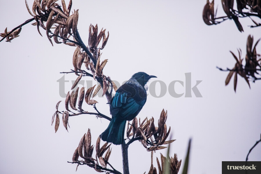 Tui on Branch by Kathryn Taylor - Truestock