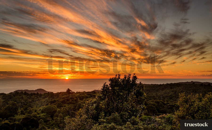 Waitakere Ranges by Elton McAleer - Truestock