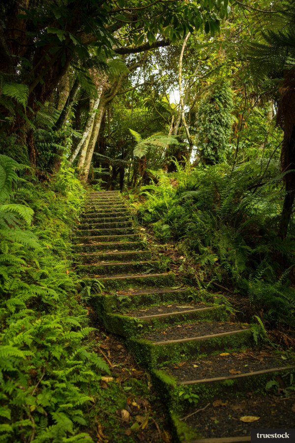 Walking trail through the forest with native trees and plants by Bev ...