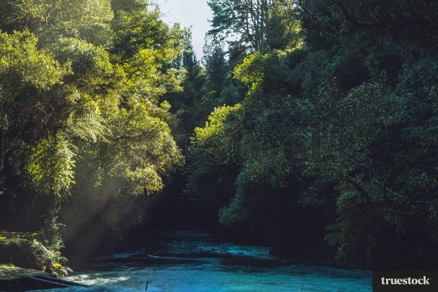 River through bush by Rod Hill - Truestock