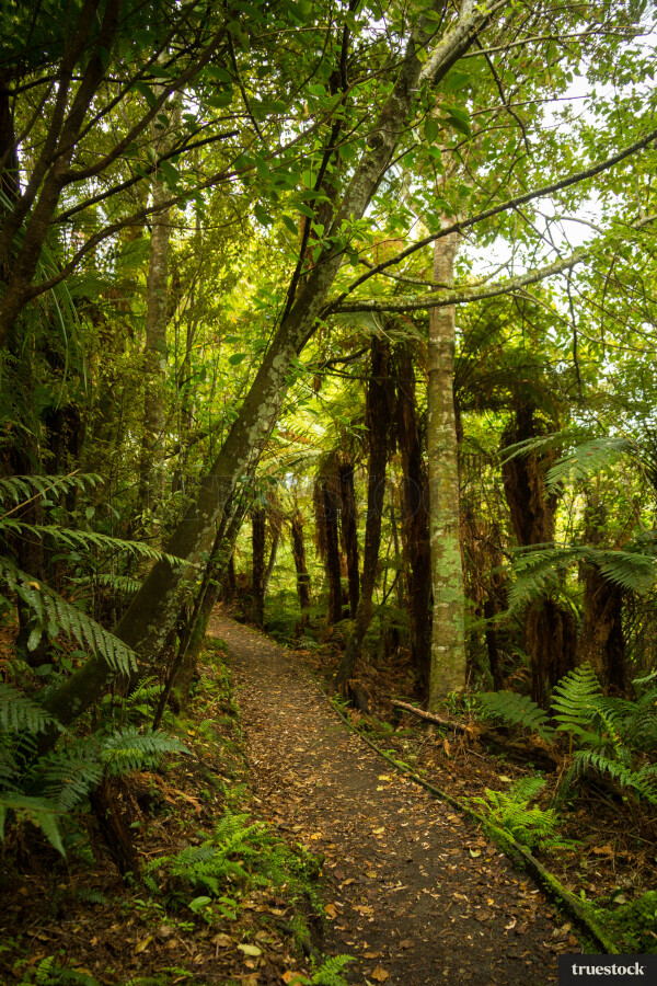 Walking trail through the forest with native trees and plants by Bev ...