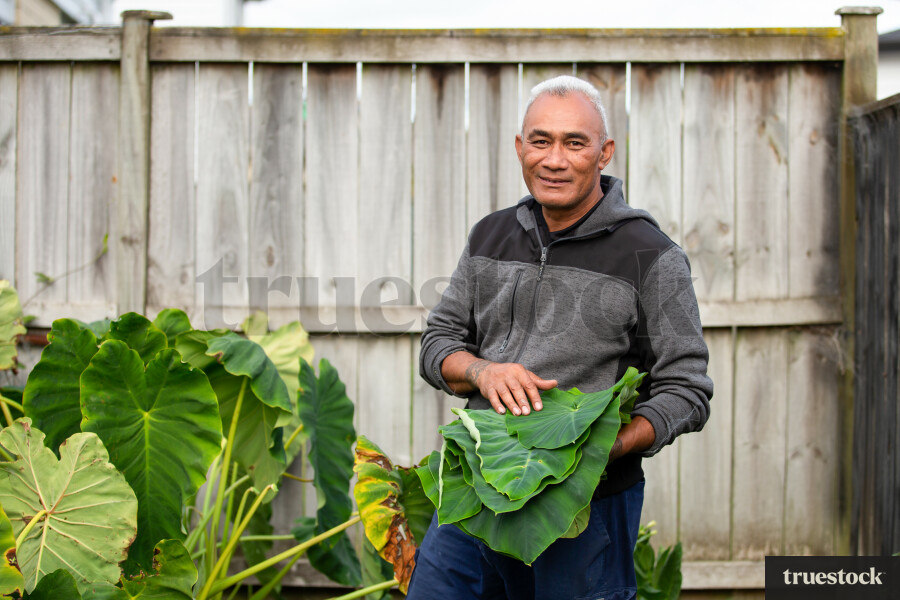Samoan Man Picking Taro Leaves from his Garden by Emma Diack - Truestock