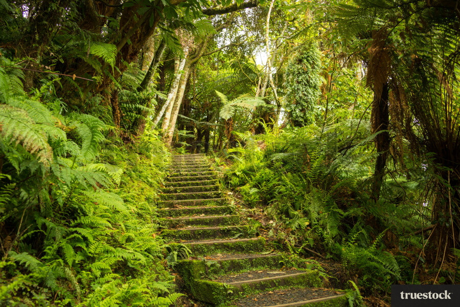 Walking trail through the forest with native trees and plants by Bev ...